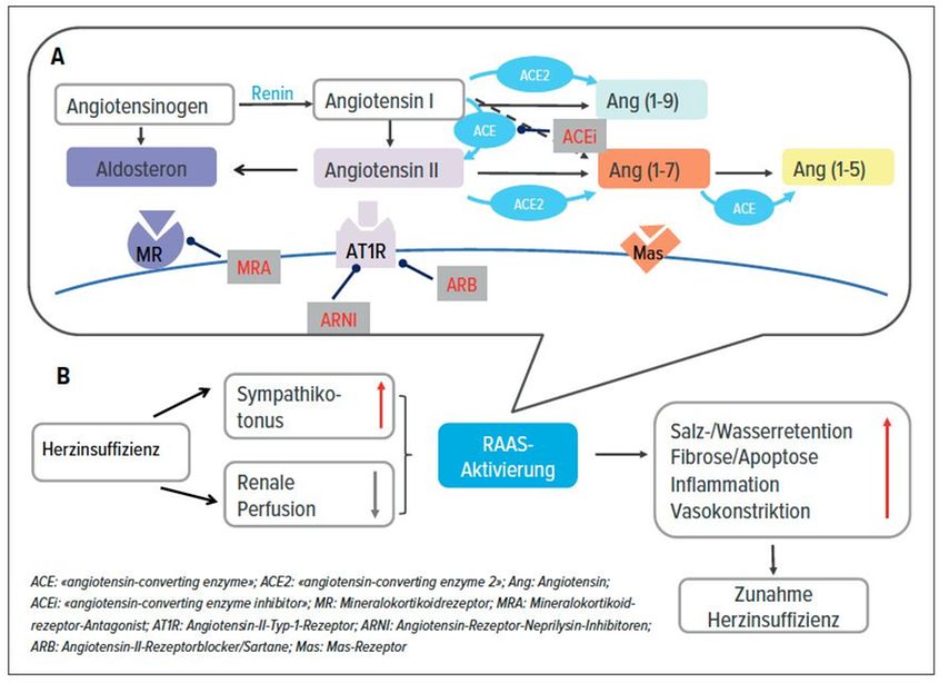 Herzinsuffizienztherapie und das Renin-Angiotensin-Aldosteron-System - Allgemeine Innere Medizin ...